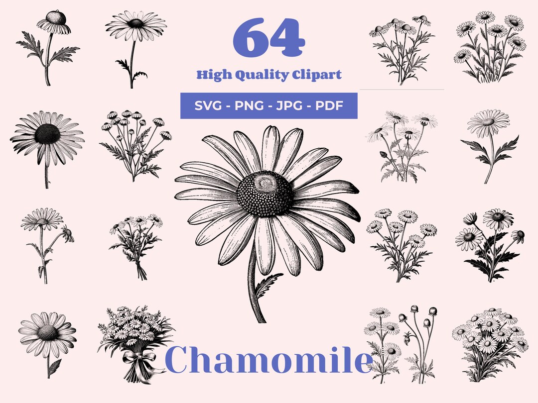 Chamomile SVG Bundle: 64 Vintage Botanical Designs (digital Download ...