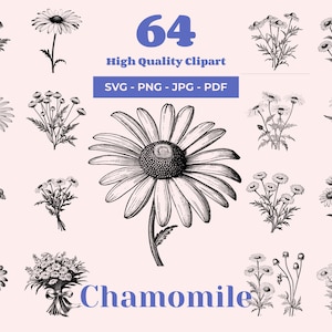 Chamomile SVG Bundle: 64 Vintage Botanical Designs (digital Download ...