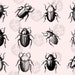 Black Scarab Beetle SVG Bundle 24 Vintage Engravings Cut Files Digital ...