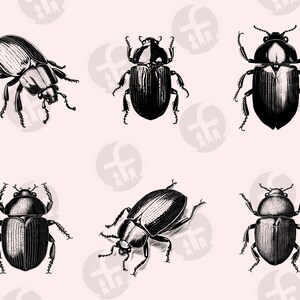 Black Scarab Beetle SVG Bundle - 24 Vintage Engravings - Scarab Clipart ...