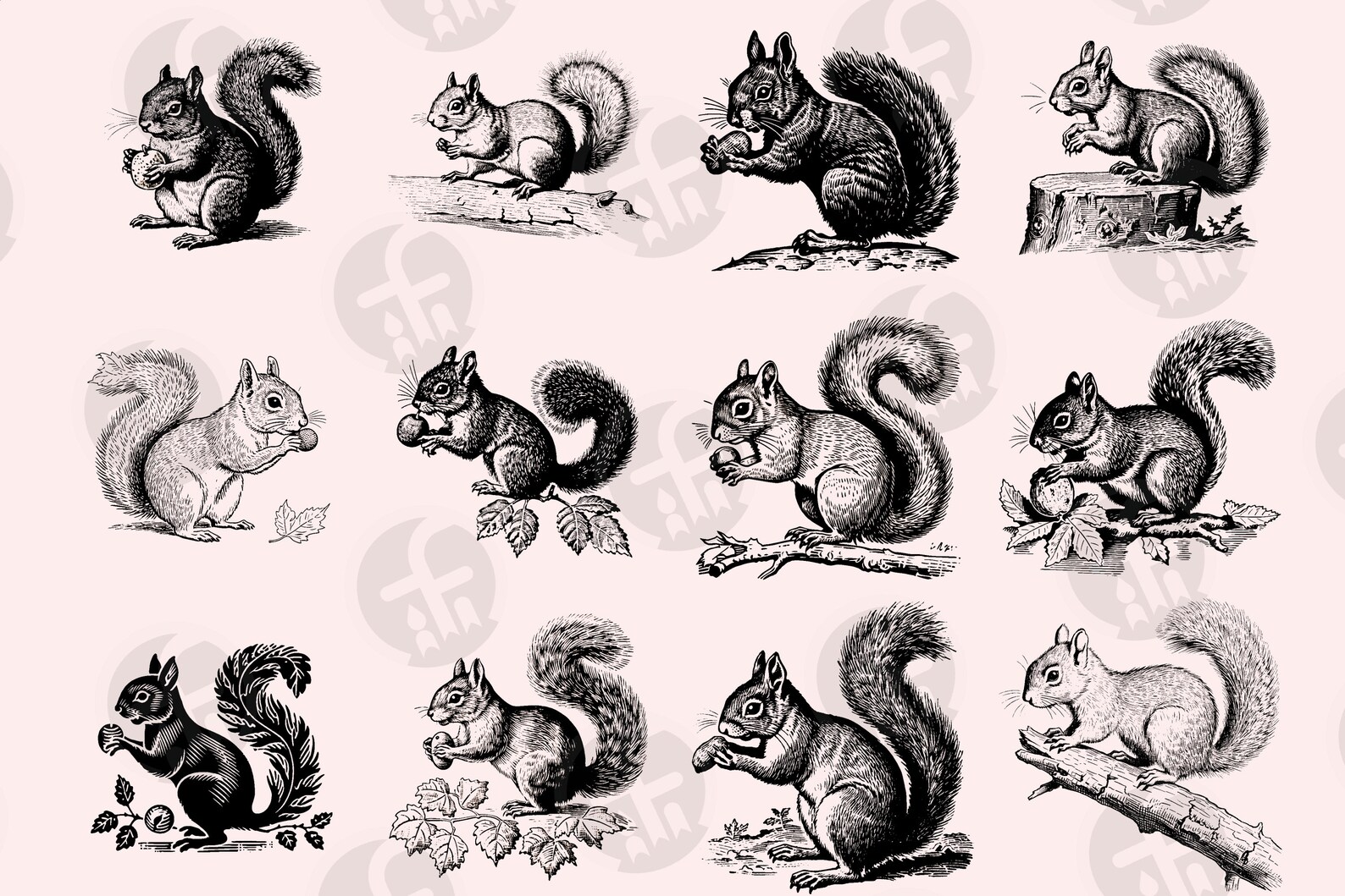 Squirrel and Acorn SVG Bundle: 36 Vintage Engravings (digital Download ...