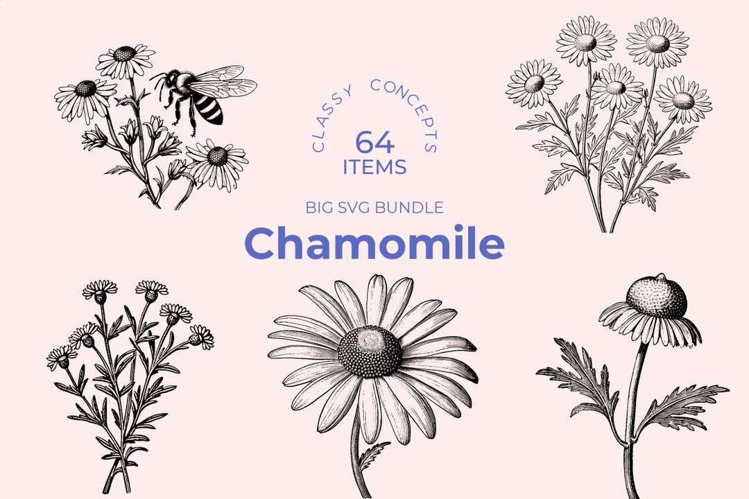 Chamomile SVG Bundle 64 Vintage Engravings Cut Files Herbal Elegance in ...