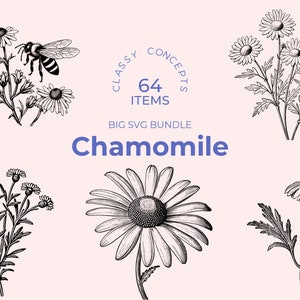 Chamomile SVG Bundle 64 Vintage Engravings Cut Files Herbal Elegance in ...