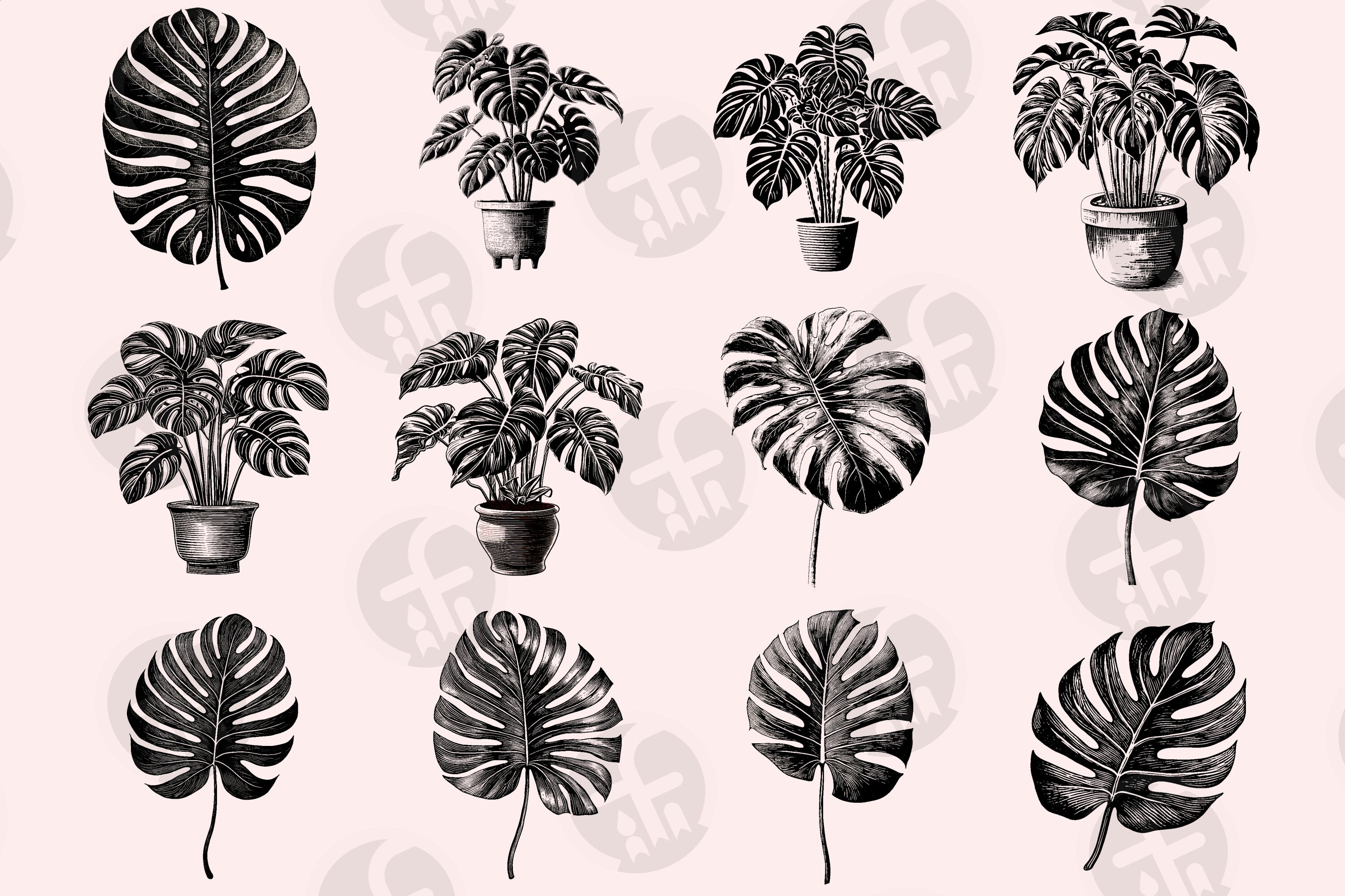 Monstera SVG Bundle 30 Vintage Engravings Cut Files - Etsy
