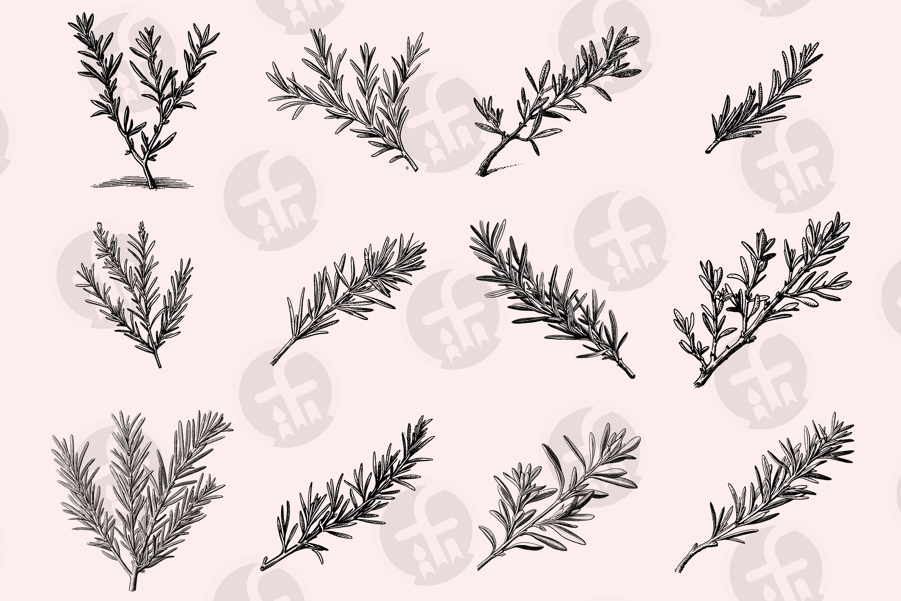 Rosemary SVG Bundle 30 Vintage Engravings Cut Files - Etsy