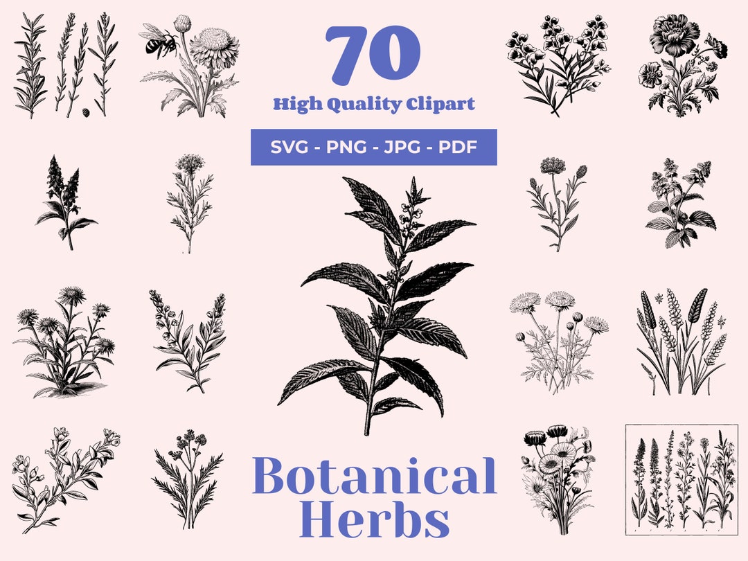 Botanical Herbs SVG Bundle: 70 Vintage Floral Clipart Designs (digital ...