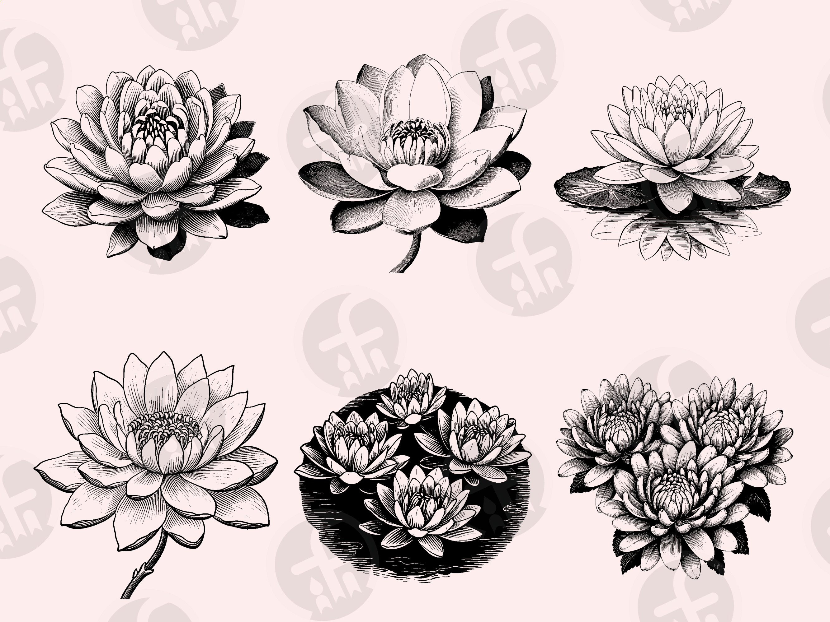 Water Lily SVG Bundle - 36 Vintage Engravings - Cut Files - Aquatic ...