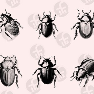 Black Scarab Beetle SVG Bundle - 24 Vintage Engravings - Scarab Clipart ...