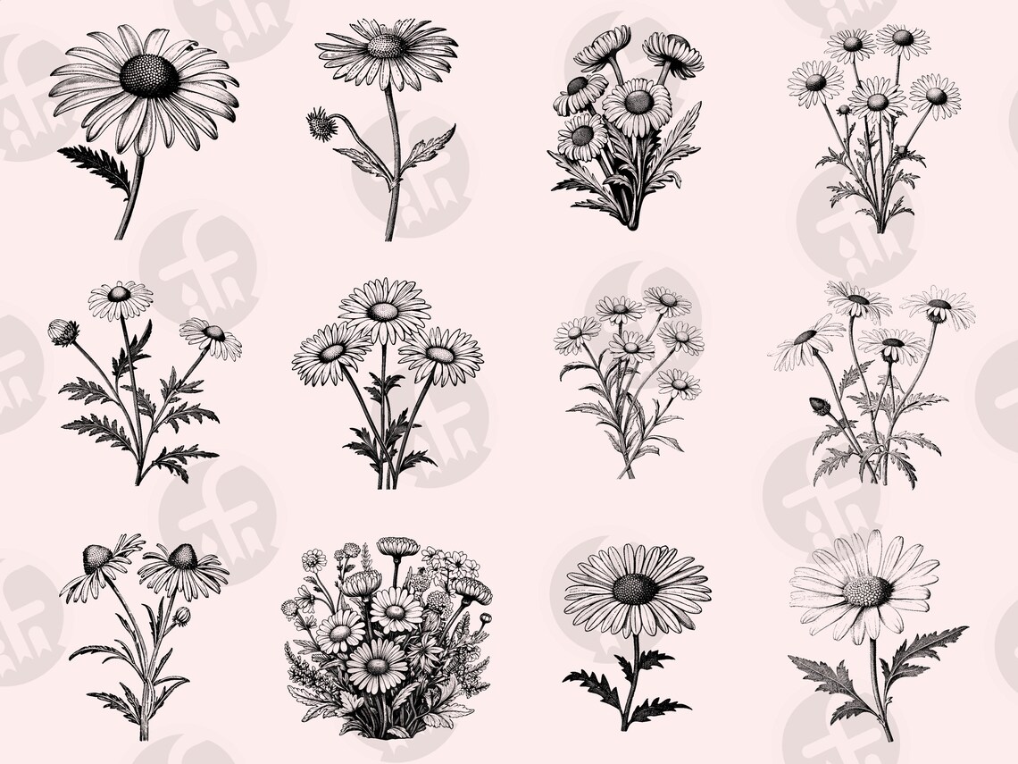 Chamomile SVG Bundle: 64 Vintage Botanical Designs (digital Download ...