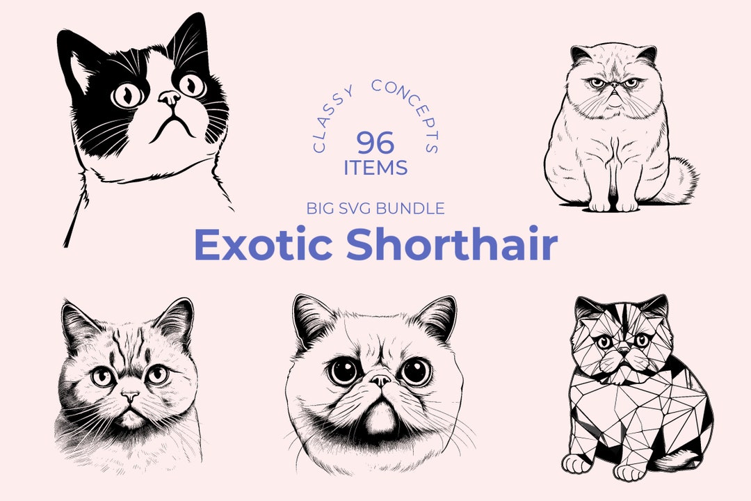 Exotic Shorthair Cat SVG Bundle - 96 Cut Files - No Shading - Rounded ...