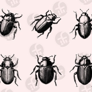 Black Scarab Beetle SVG Bundle - 24 Vintage Engravings - Scarab Clipart ...