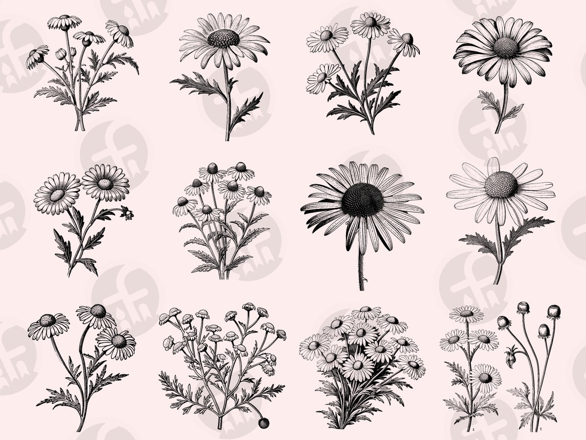 Chamomile SVG Bundle: 64 Vintage Botanical Designs (digital Download ...
