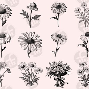 Chamomile SVG Bundle: 64 Vintage Botanical Designs (digital Download ...