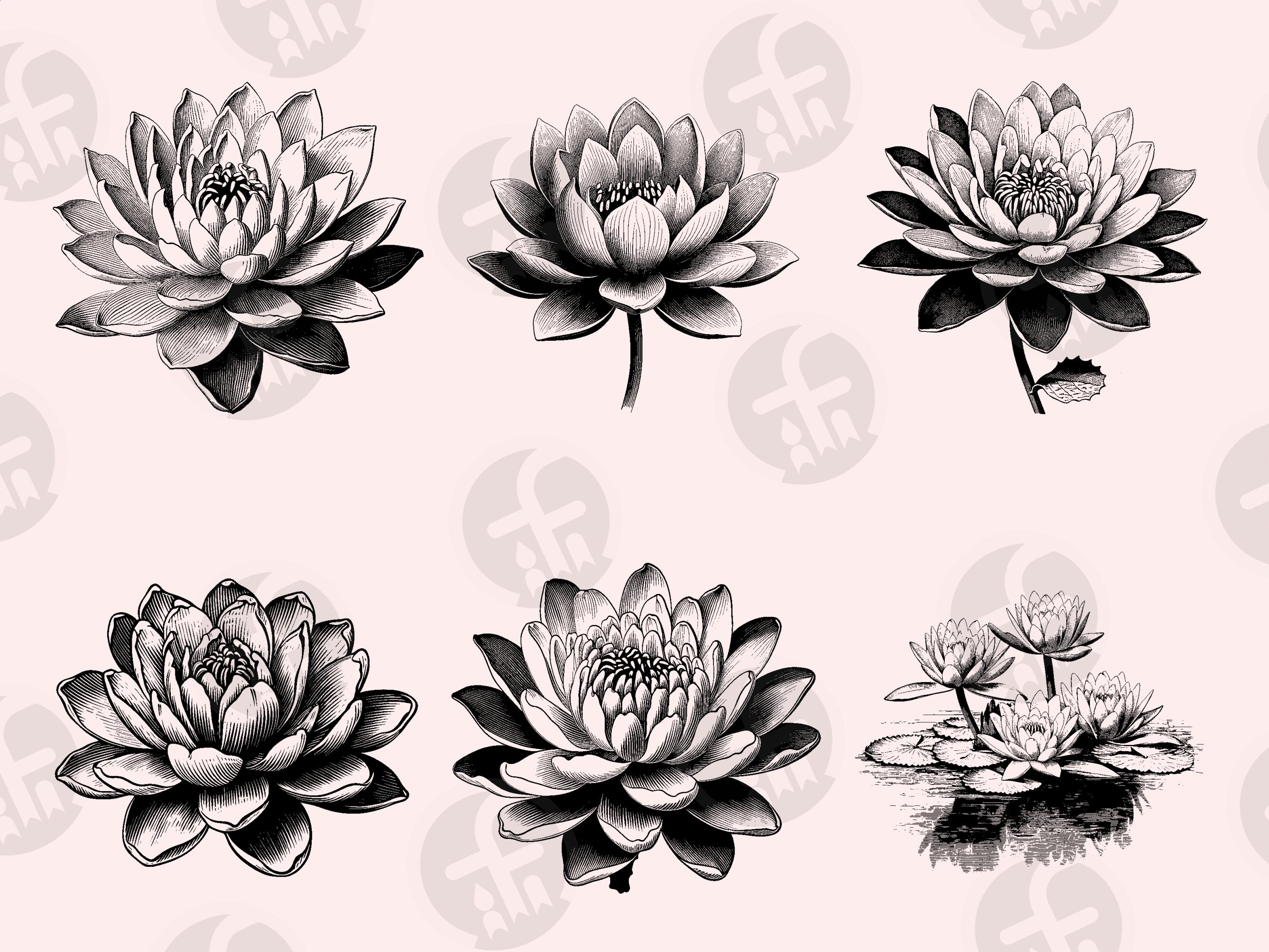 Water Lily SVG Bundle - 36 Vintage Engravings - Cut Files - Aquatic ...