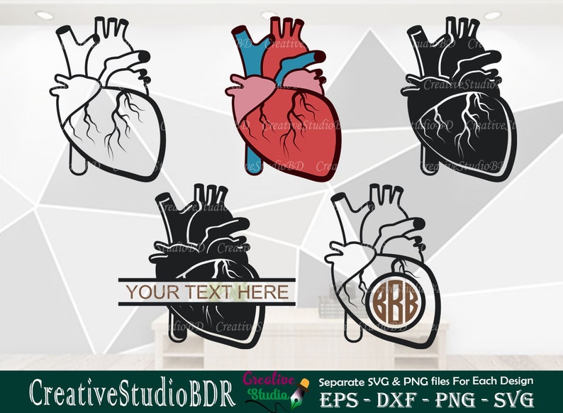 Realistic Heart SVG Bundle Anatomical Heart Svg Cardiology - Etsy