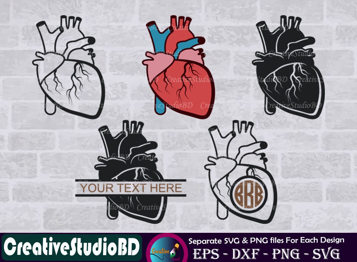 Realistic Heart SVG Bundle Anatomical Heart Svg Cardiology - Etsy