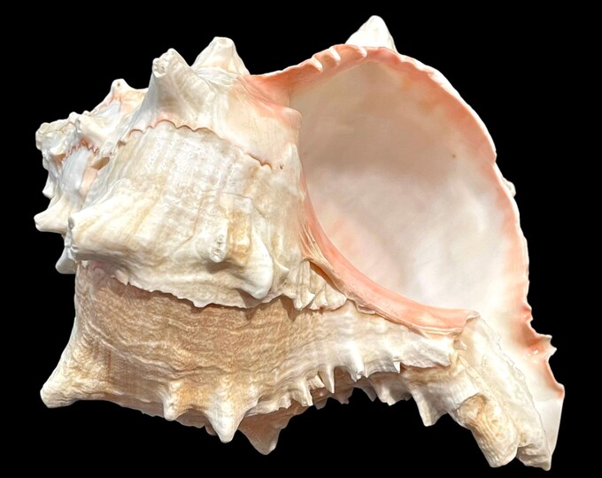 Vintage 1980s Pink Throat Murex Shell 5.5" - Coastal Regency - Beach ...