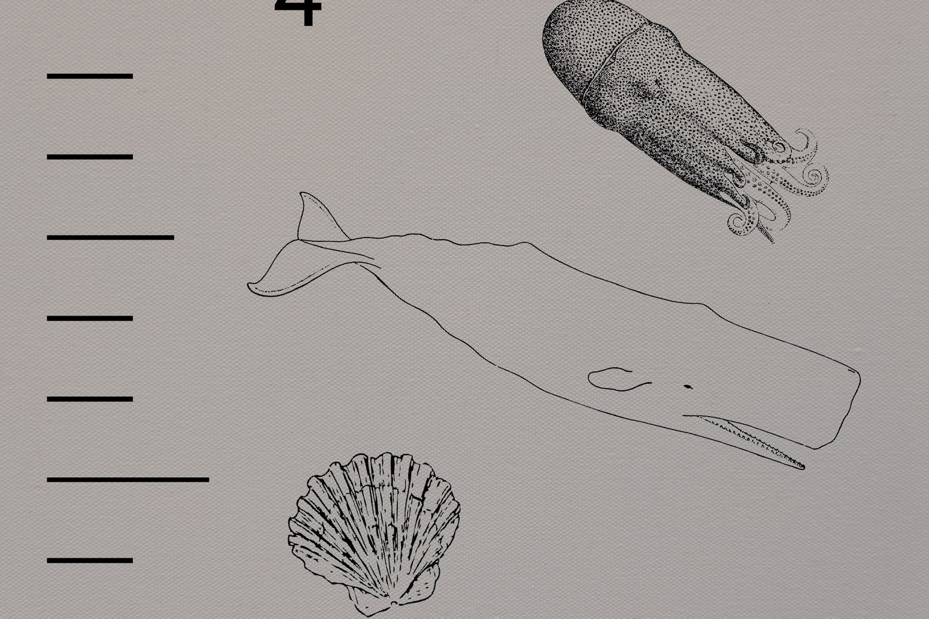 Whale Growth Chart Ocean Height Chart Sea Animal Child Height Ruler ...