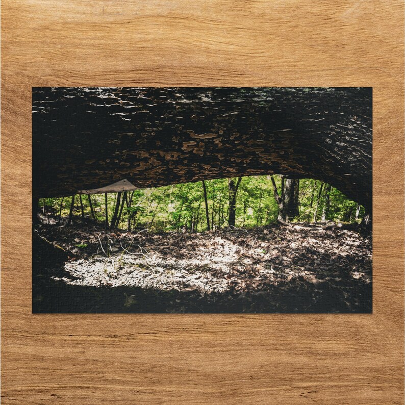 Nature Forest View, Tree Trunk Frame, Forest Landscape Art, Woodland ...