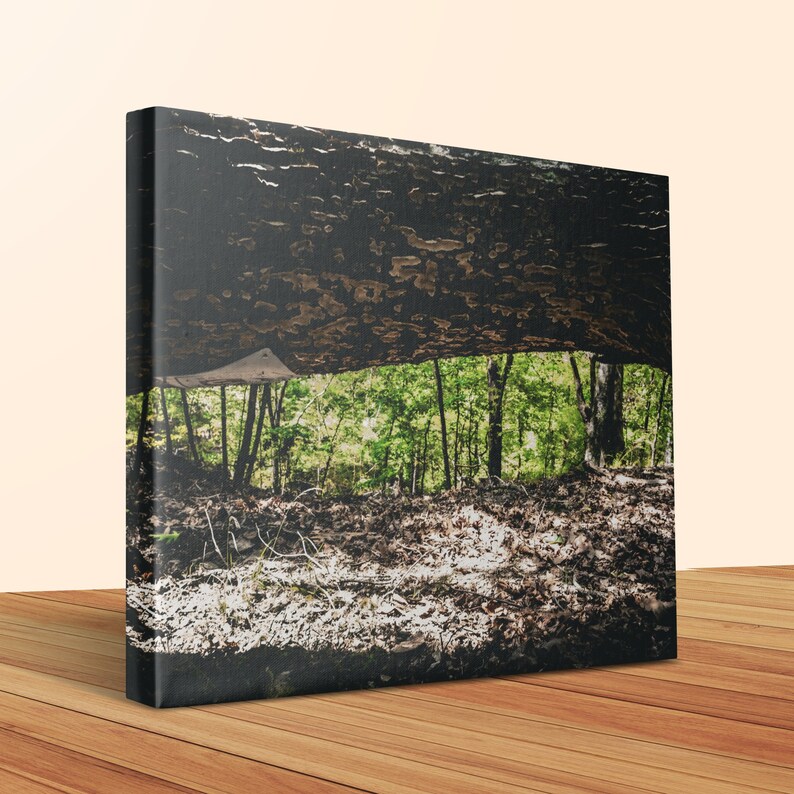 Nature Forest View, Tree Trunk Frame, Forest Landscape Art, Woodland ...
