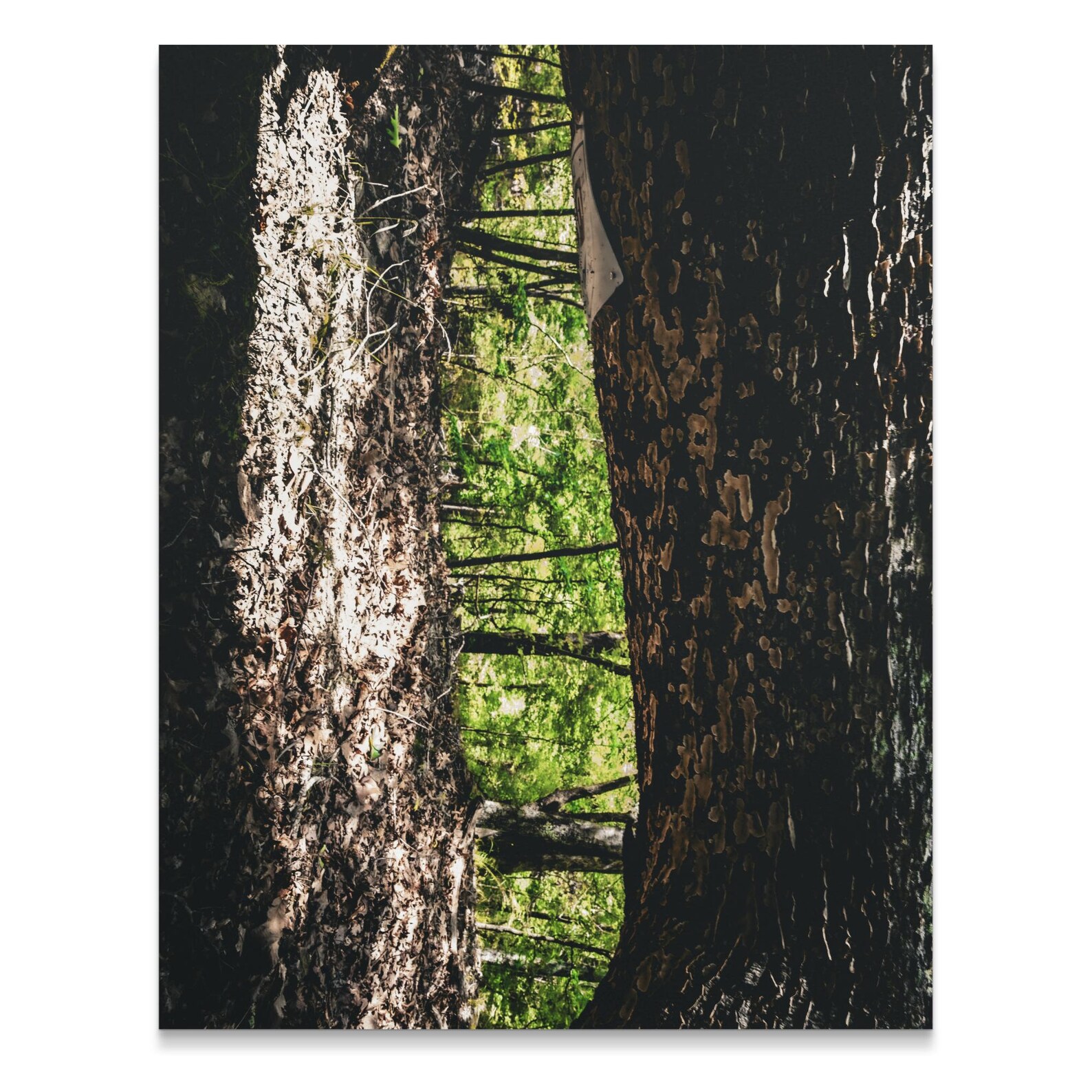 Nature Forest View, Tree Trunk Frame, Forest Landscape Art, Woodland ...