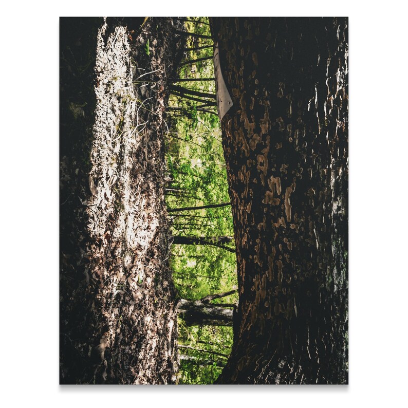 Nature Forest View, Tree Trunk Frame, Forest Landscape Art, Woodland ...