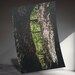 Nature Forest View, Tree Trunk Frame, Forest Landscape Art, Woodland ...