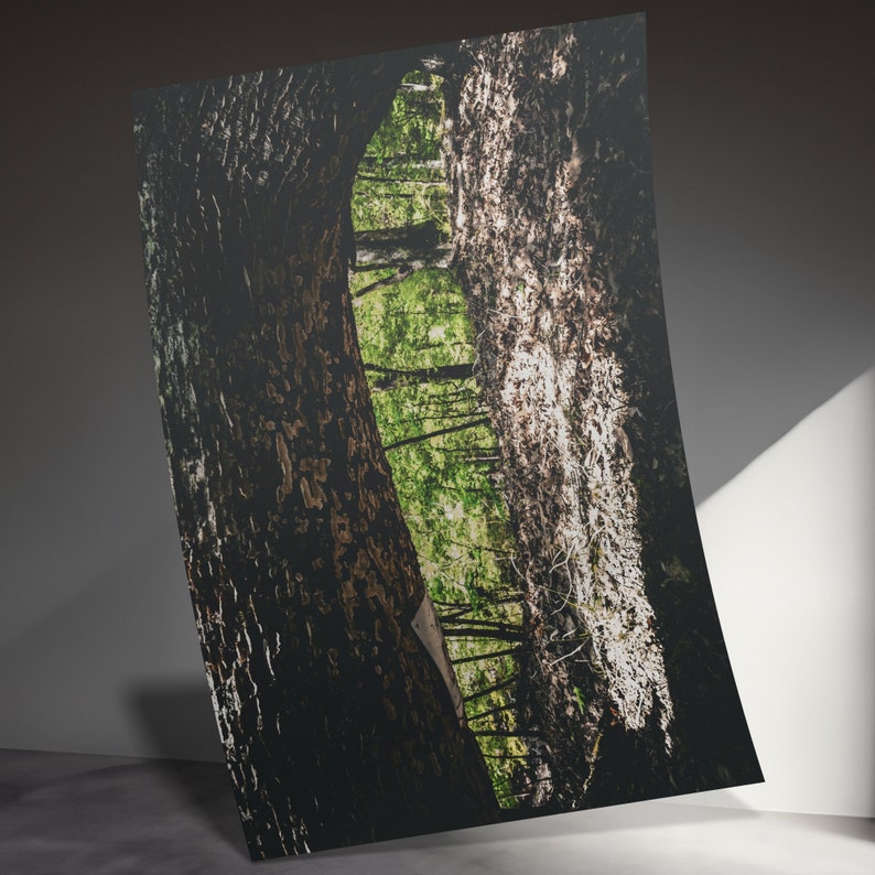 Nature Forest View, Tree Trunk Frame, Forest Landscape Art, Woodland ...