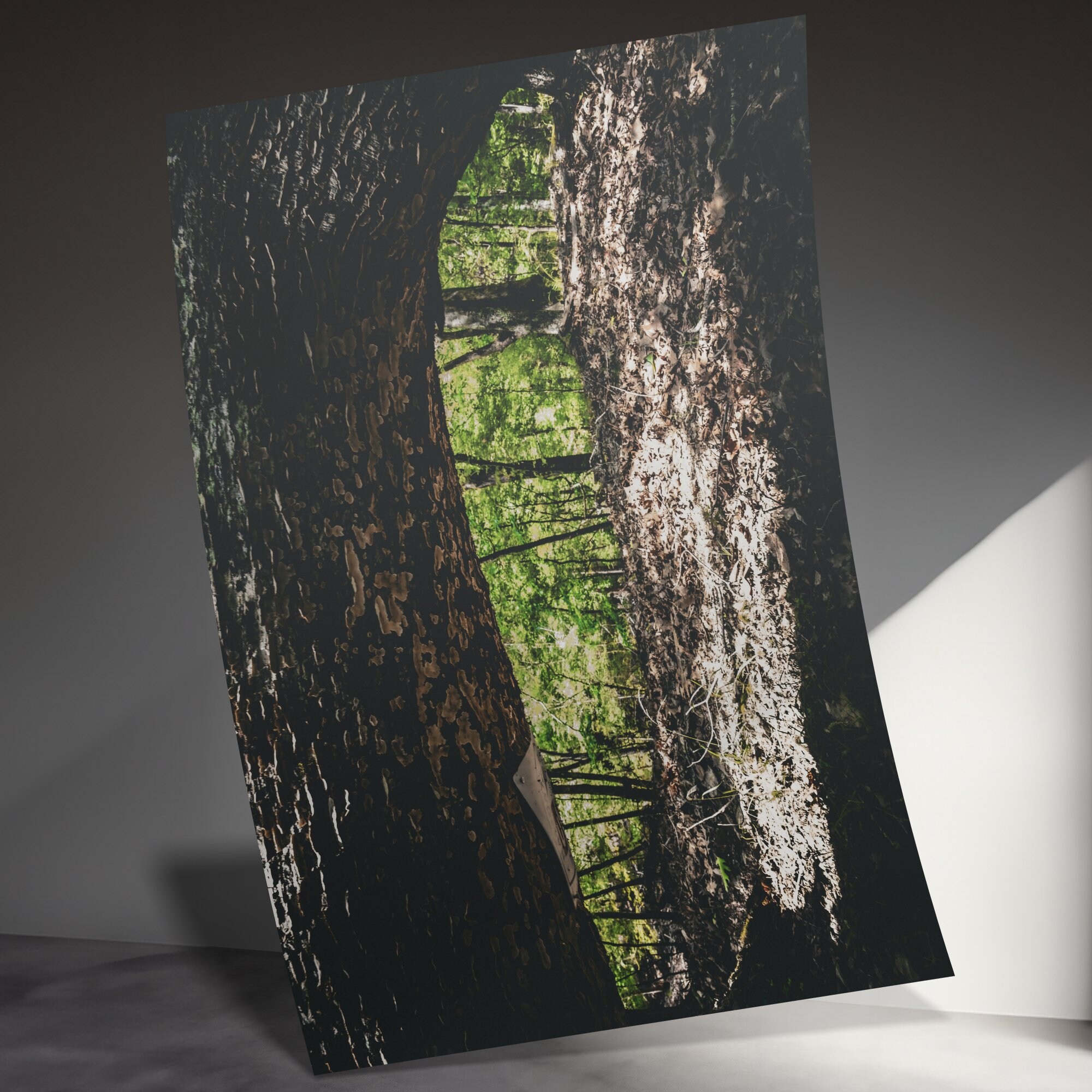 Nature Forest View, Tree Trunk Frame, Forest Landscape Art, Woodland ...