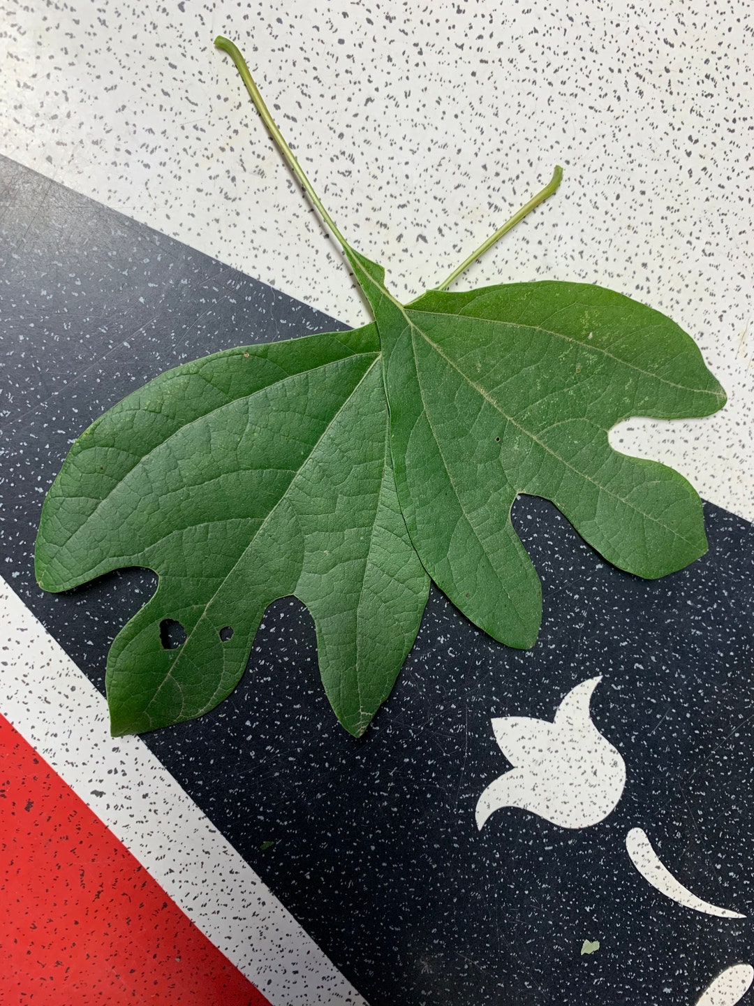 Sassafras Leaf Tea - Etsy