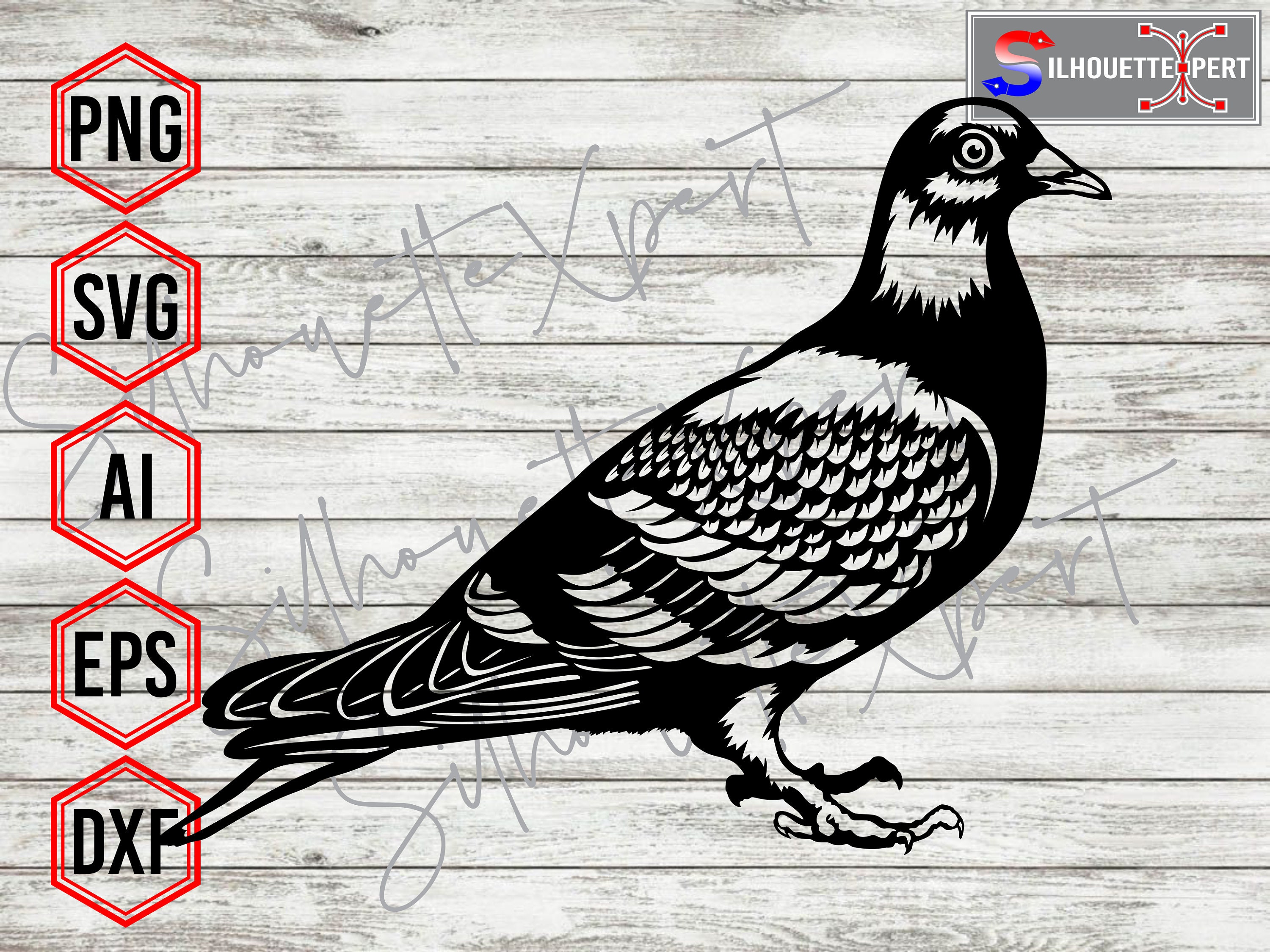 Pigeon Svg Standing Pigeon Svg Bird Svg Clipart - Etsy Australia