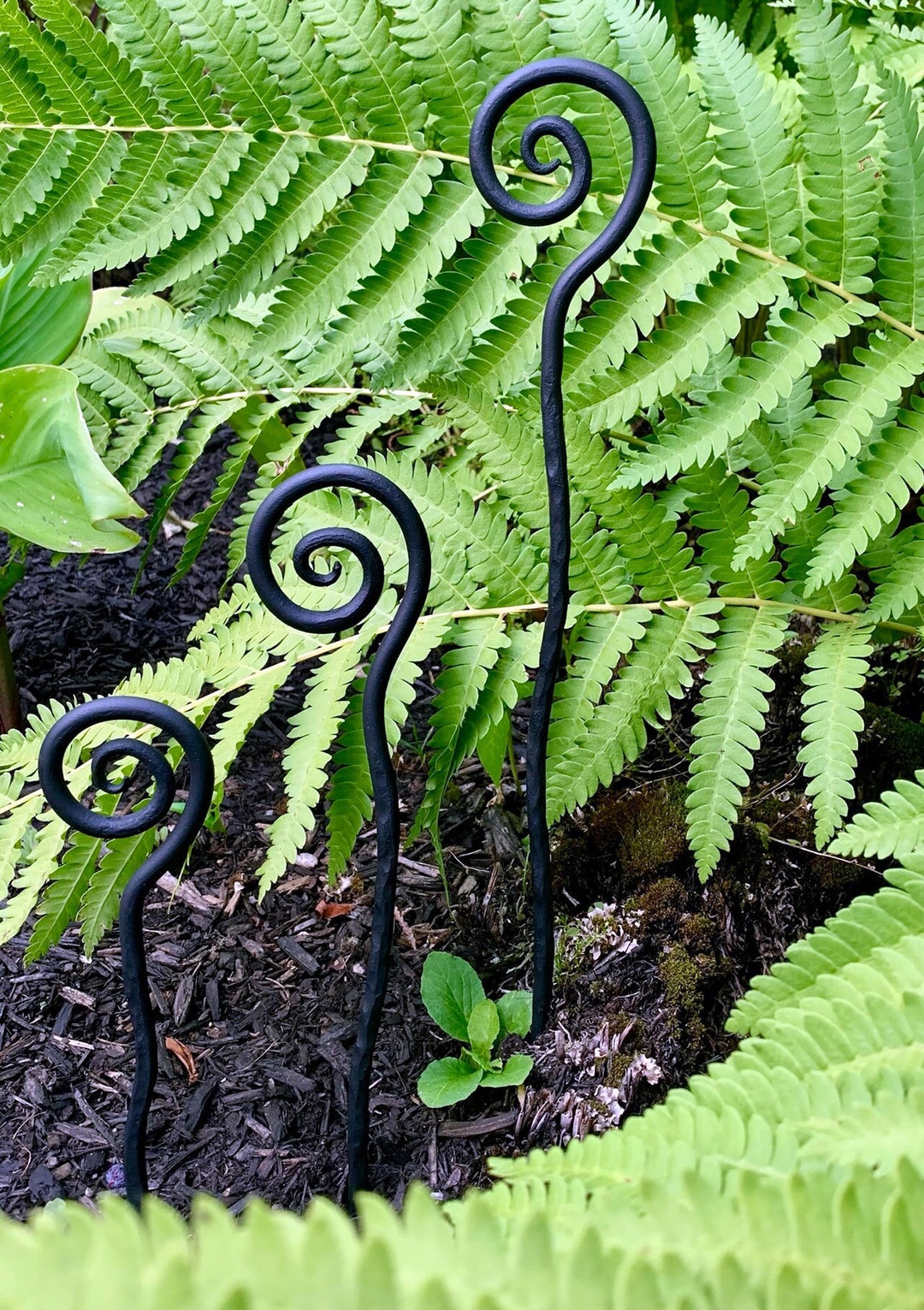 Hand-forged Decorative Fiddlehead Garden & Planter Stakes set - Etsy