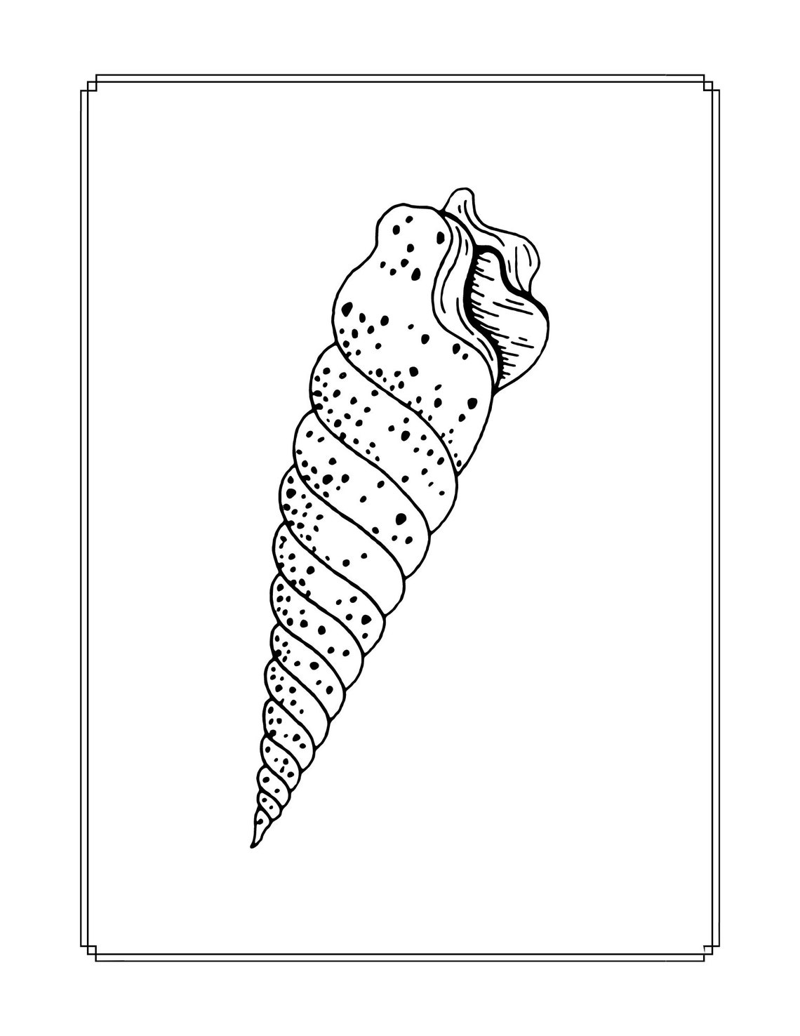 40 Sea Shells Coloring Pages for Teens and Adults:40 Printable ...