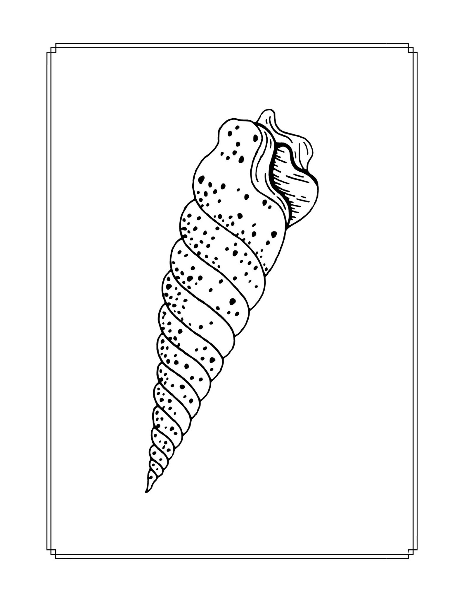 40 Sea Shells Coloring Pages for Teens and Adults:40 Printable ...