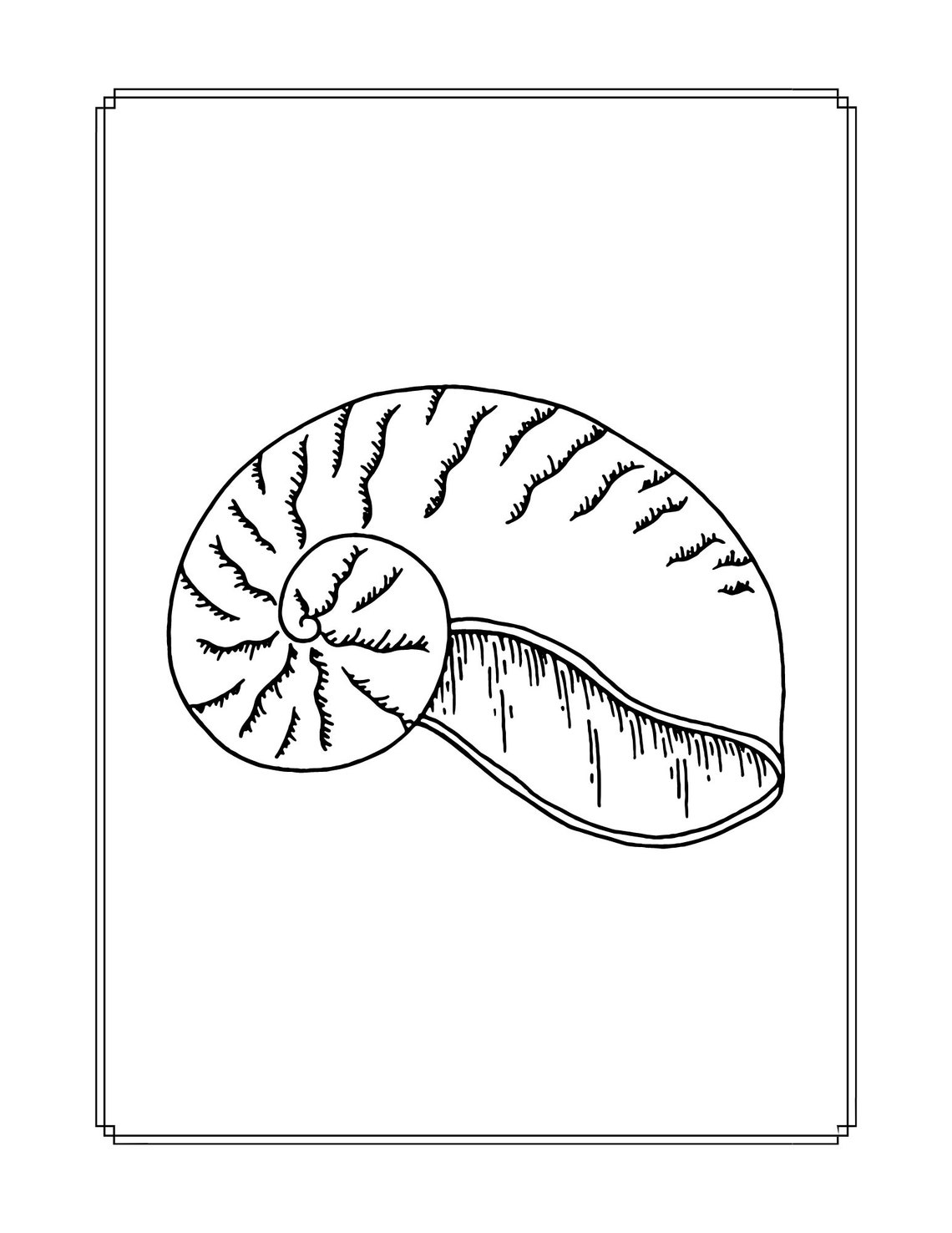 40 Sea Shells Coloring Pages for Teens and Adults:40 Printable ...