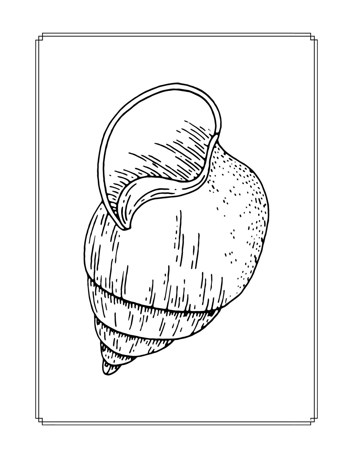 40 Sea Shells Coloring Pages for Teens and Adults:40 Printable ...