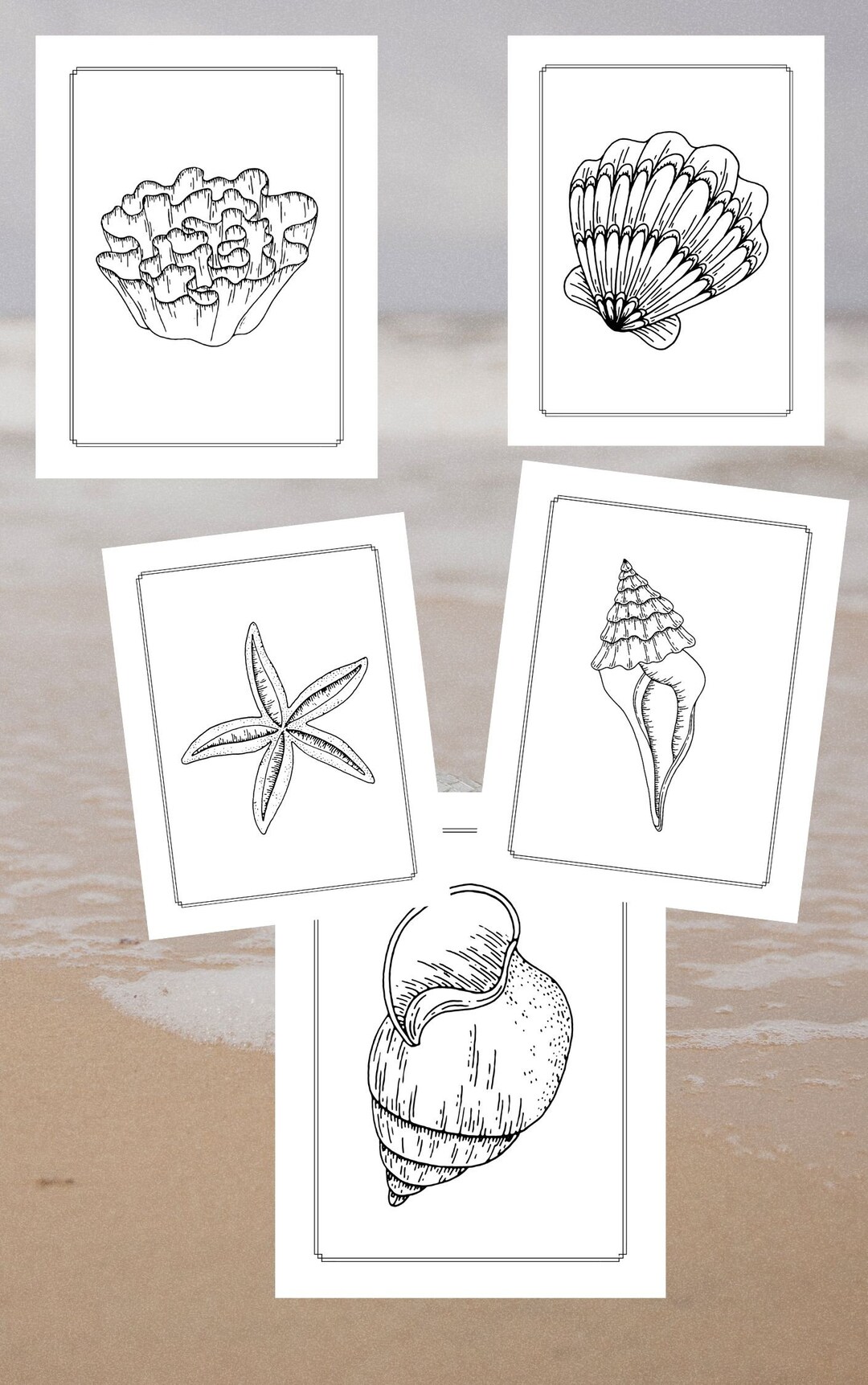 40 Sea Shells Coloring Pages for Teens and Adults:40 Printable ...