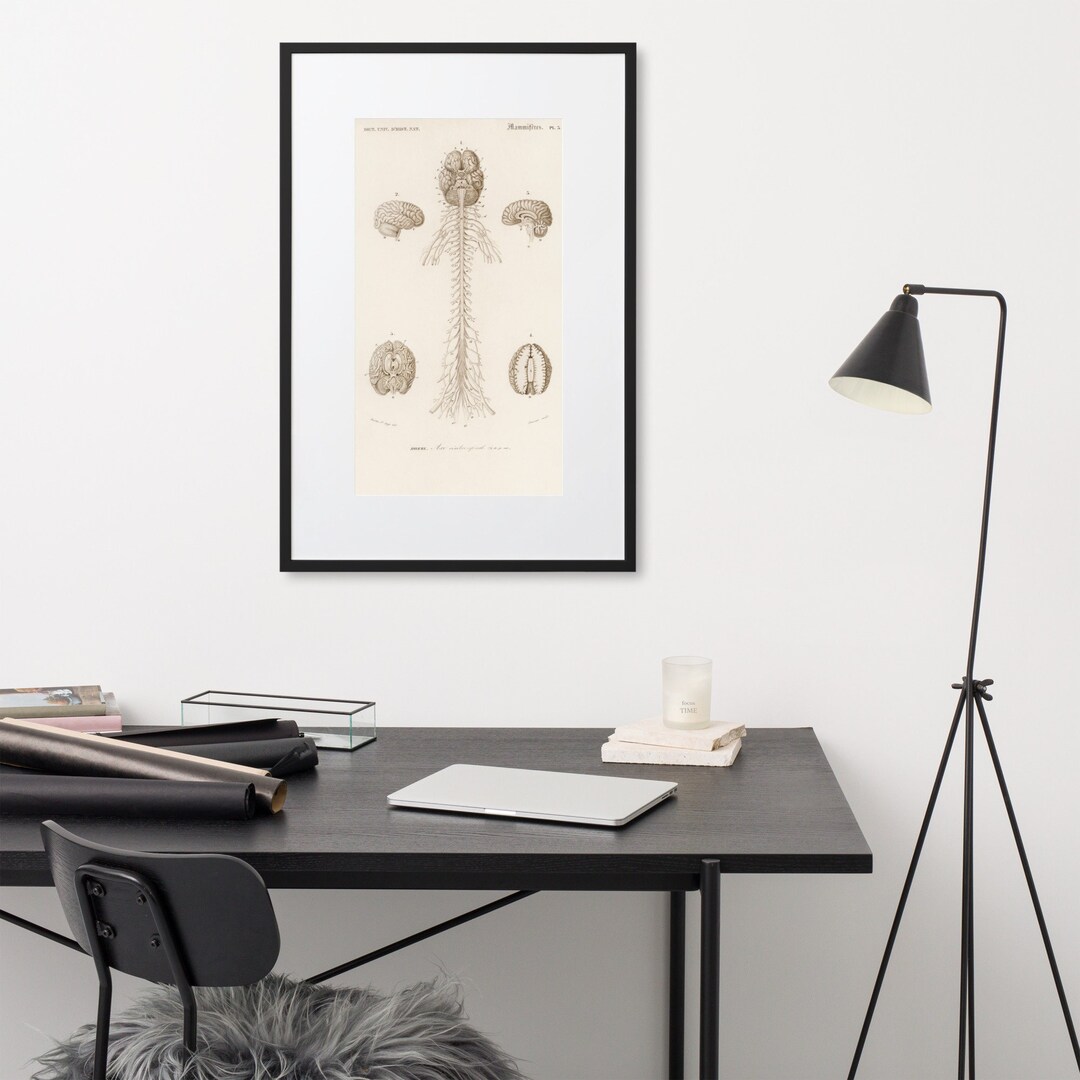 Vintage Brain Anatomy Wall Art - Etsy