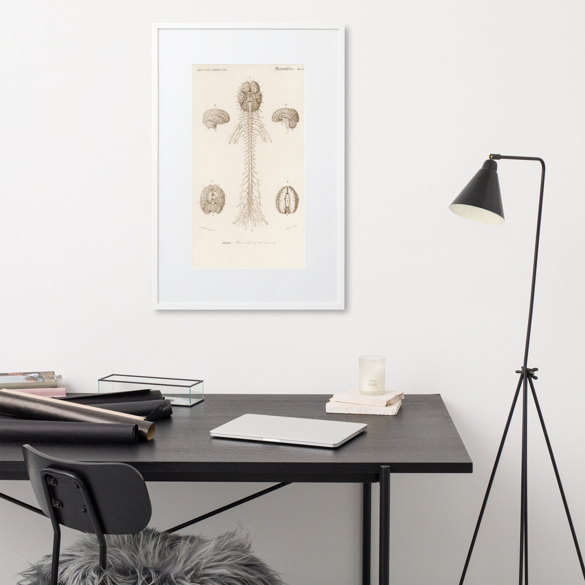 Vintage Brain Anatomy Wall Art - Etsy