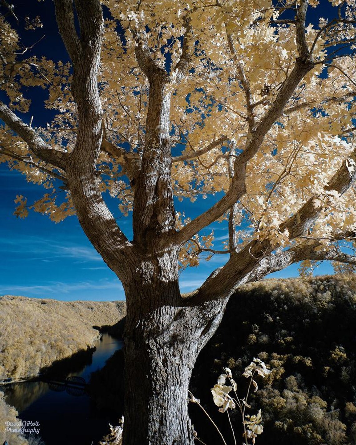 Ancient Oak Tree Standing Guard Over the New River Gorge West Virginia ...