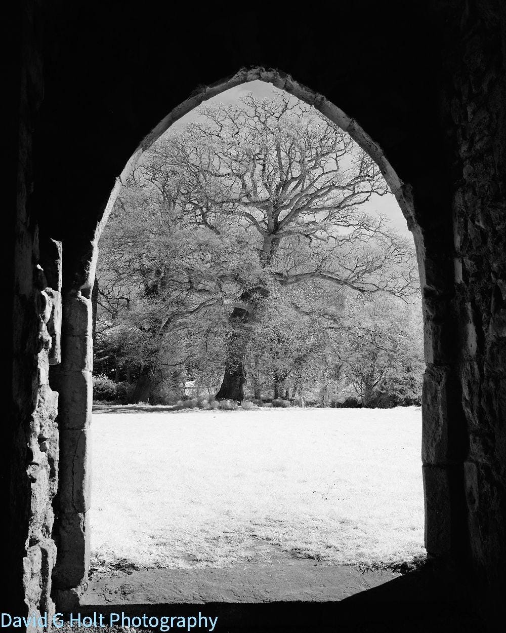 A Medieval Doorway and an Ancient Oak Tree - Etsy
