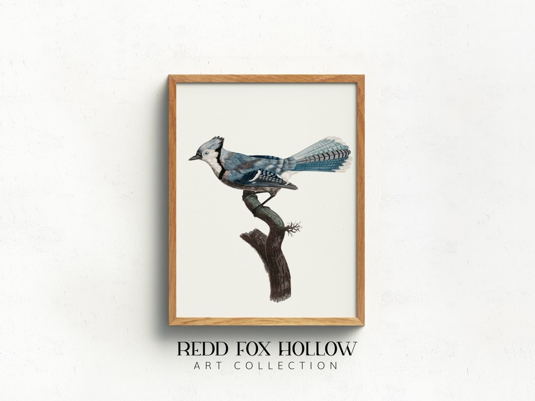 Blue Jay Art Print Vintage, Printable Wall Art, Digital Download - Etsy