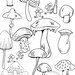 12 Cottage Core Coloring Pages- Fae Core Coloring Pages - Etsy