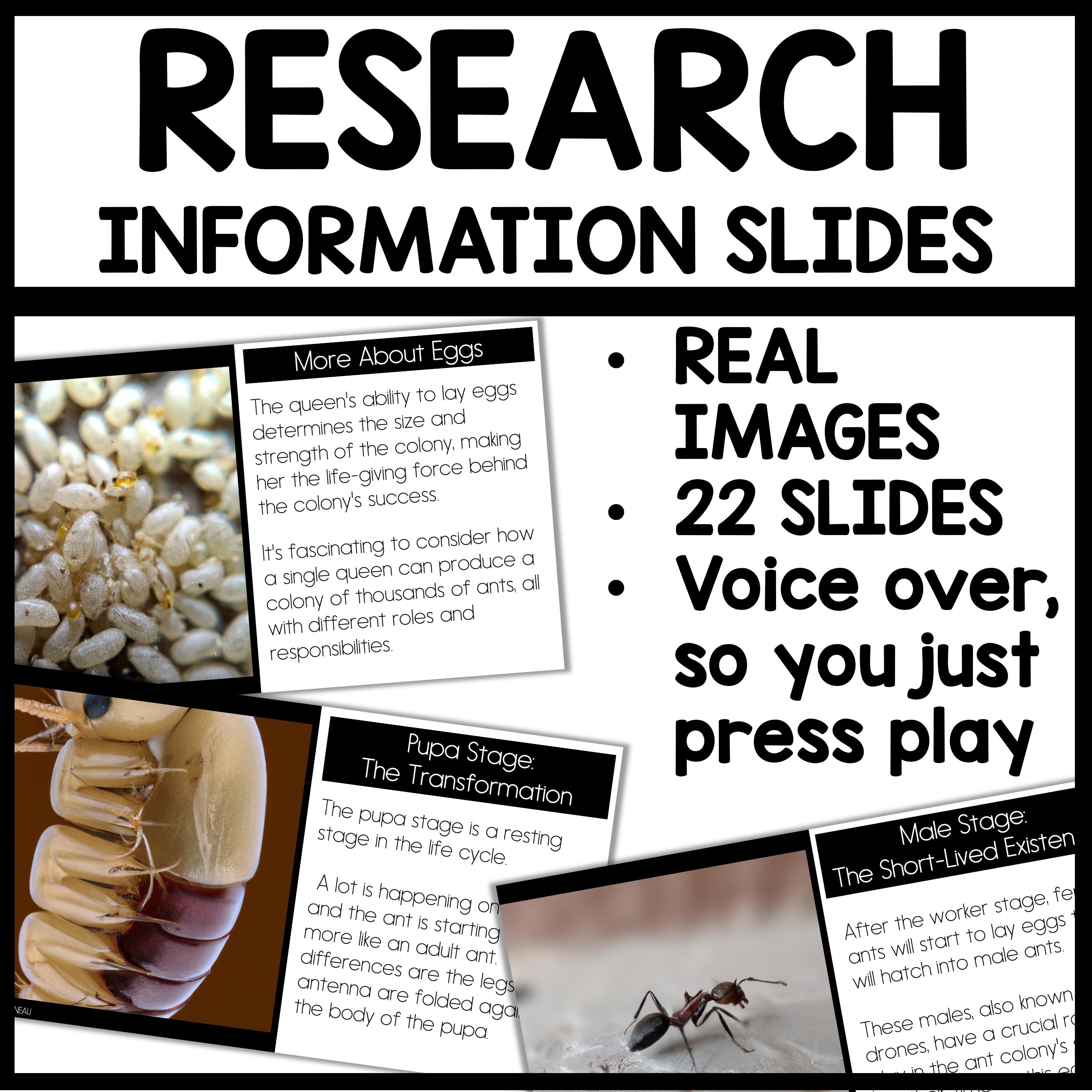 All About Ants Animal Science Unit Animal Research Project - Etsy