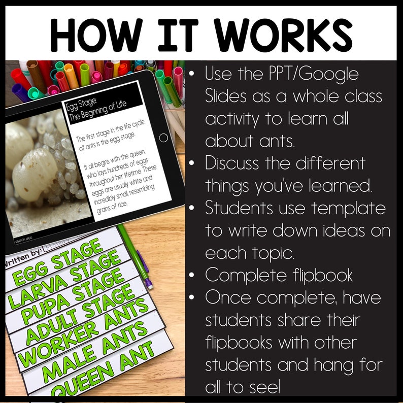 All About Ants Animal Science Unit Animal Research Project - Etsy