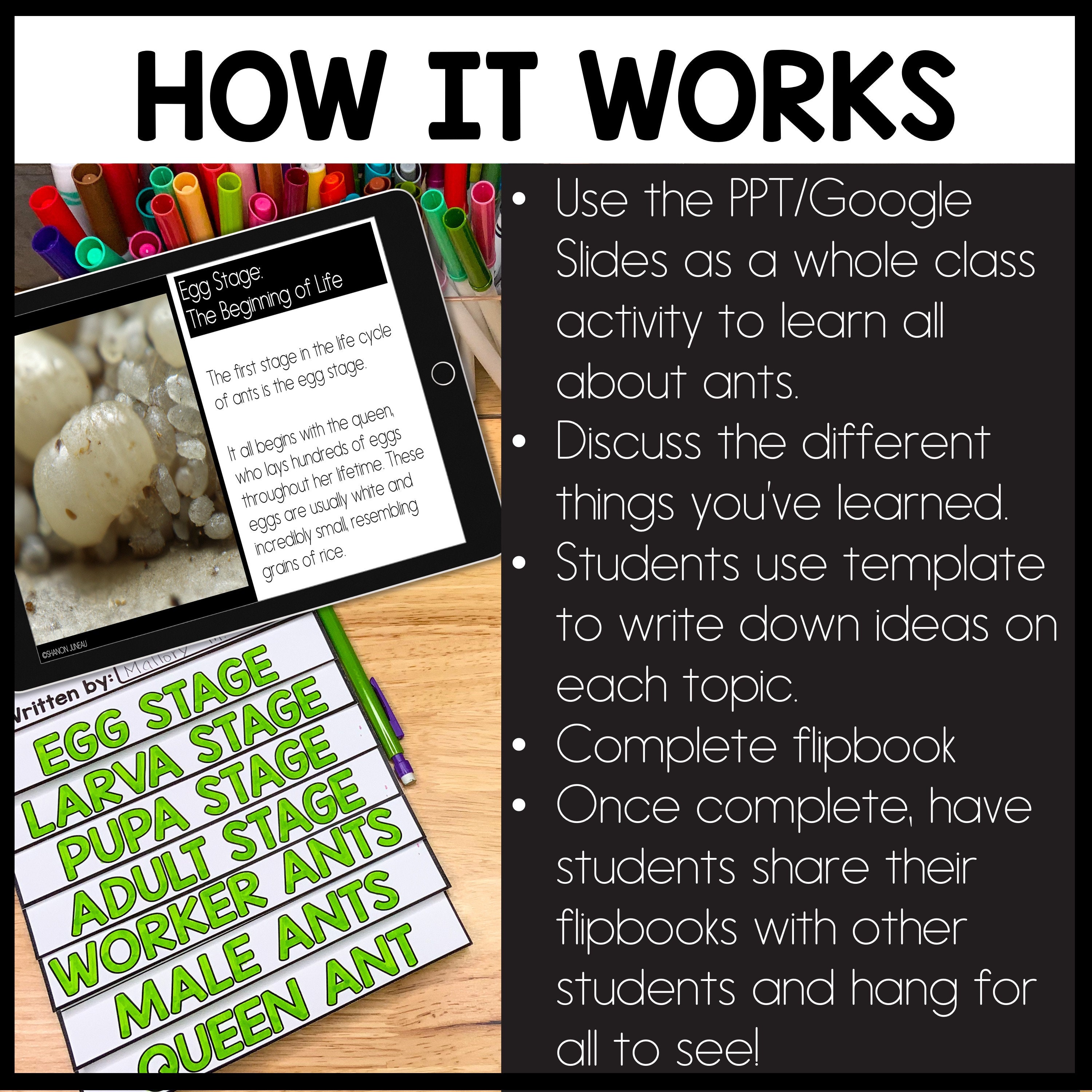 All About Ants - Animal Science Unit Animal Research Project Nonfiction ...