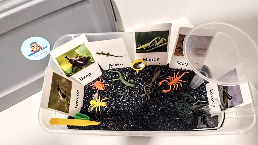 Matching Activity Insect Sensory Play Rice Bin Set B for Kids Exploring ...