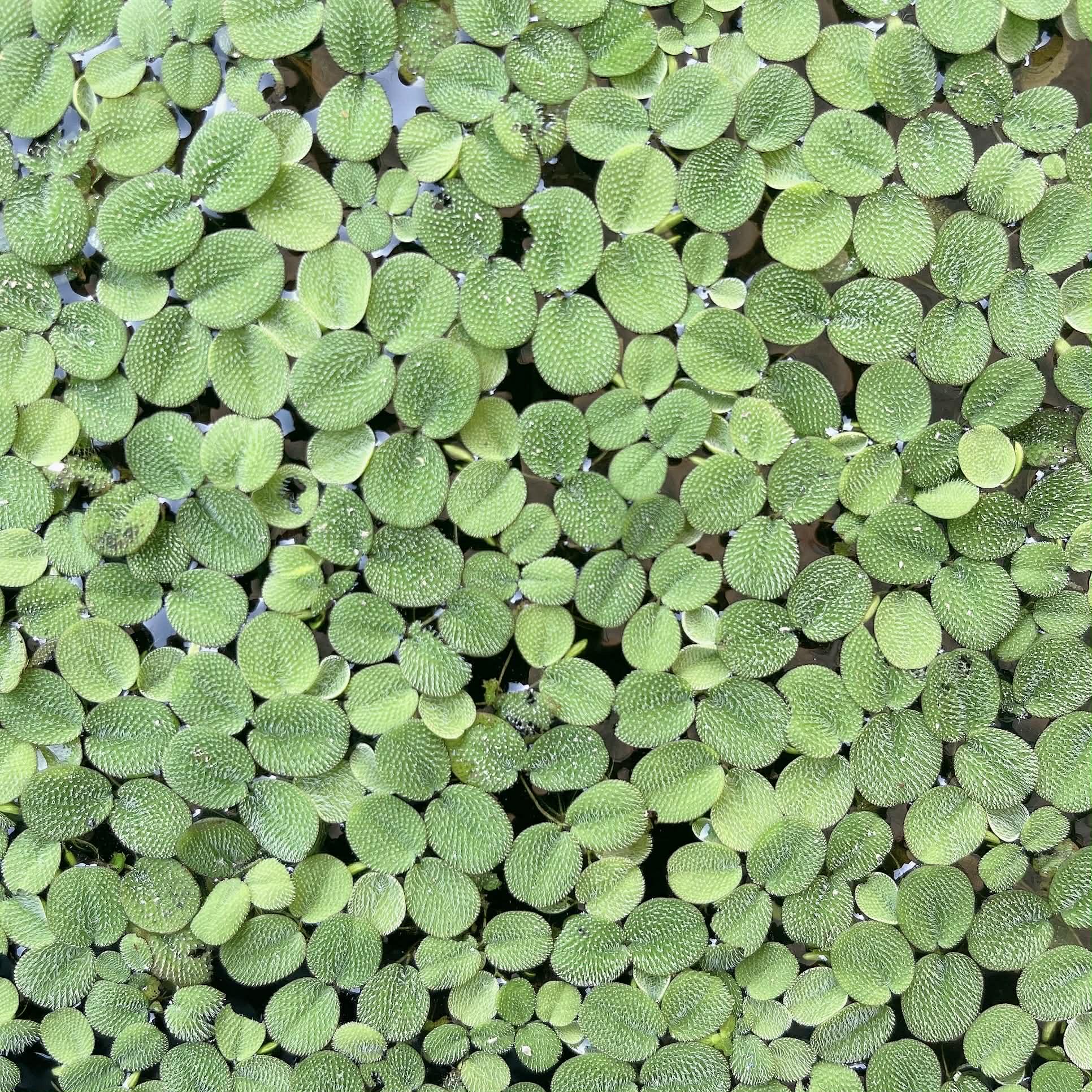 Floating Plant Combo( Duckweed, Water Spangle, Giantduckweed , Azolla ...