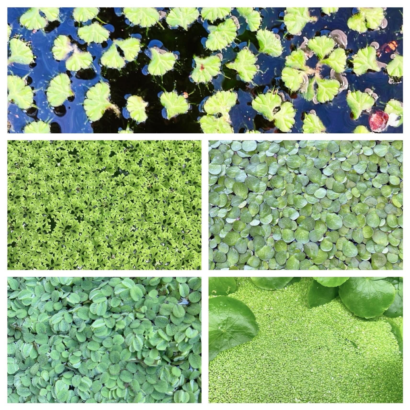Floating Plant Combo( Duckweed, Water Spangle, Giantduckweed , Azolla ...