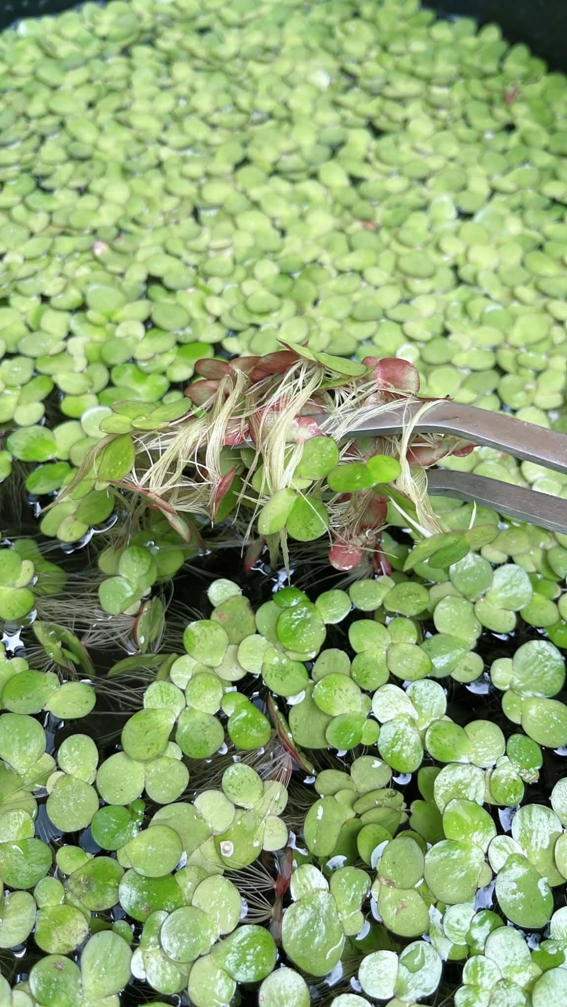 Floating Plant Combo( Duckweed, Water Spangle, Giantduckweed , Azolla ...